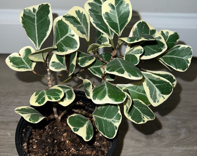 Ficus Triangle Heart Variegated ficus Triangularis Variegated 2 Plants ...