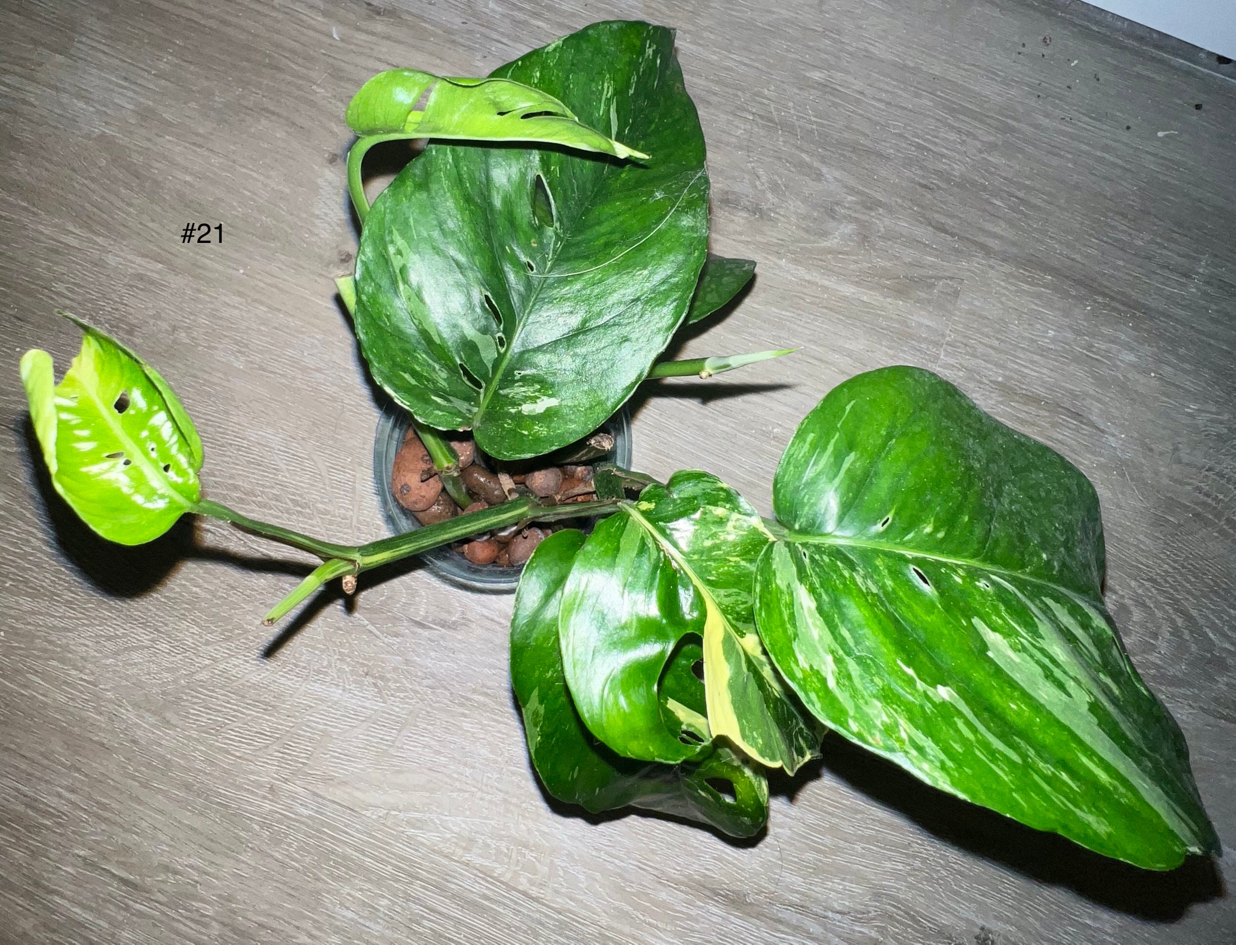 Mature Albo Pothos Rooted Cuttings epipremnum Pinnatum 'albo-variegata ...