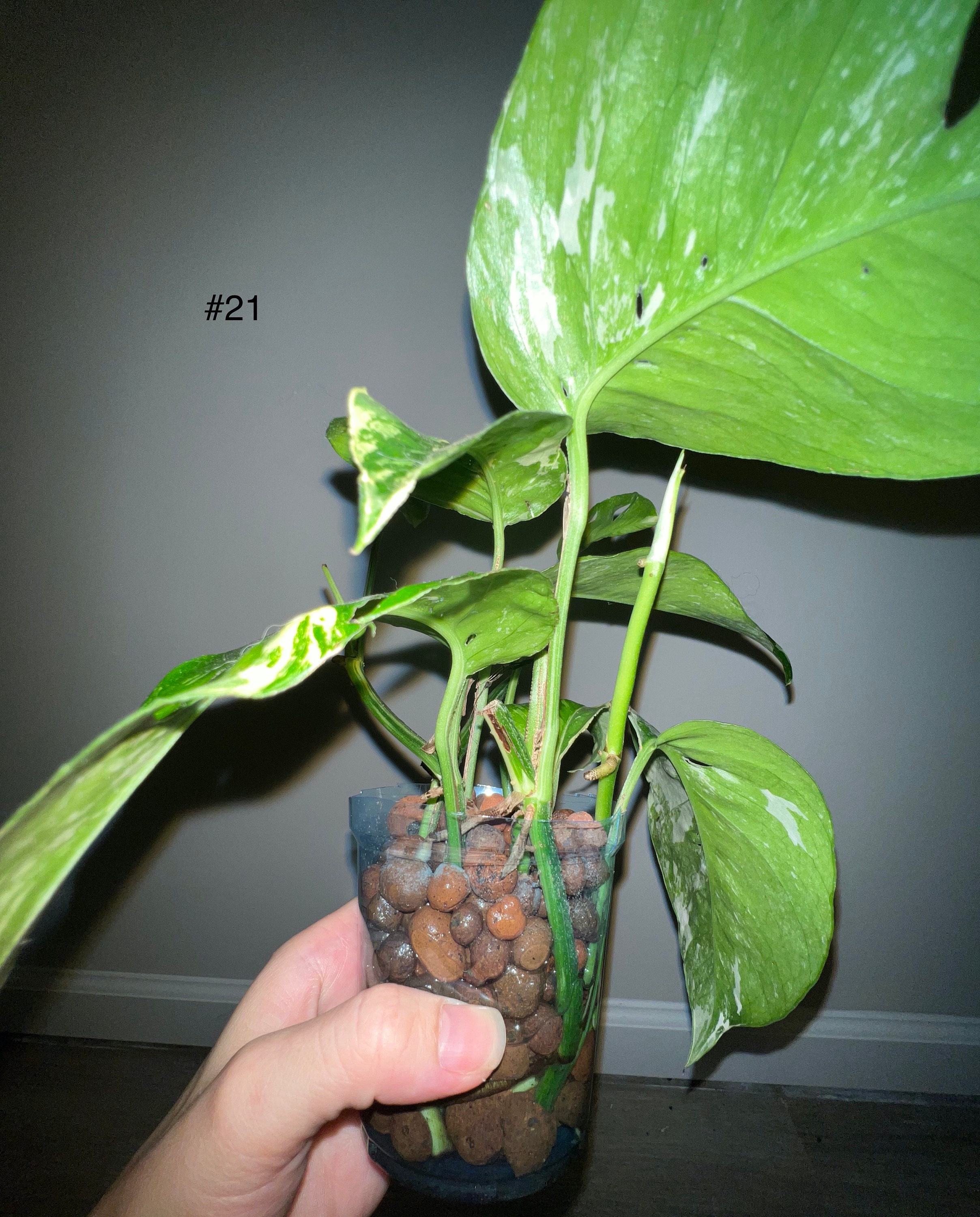 Mature Albo Pothos Rooted Cuttings epipremnum Pinnatum 'albo-variegata ...