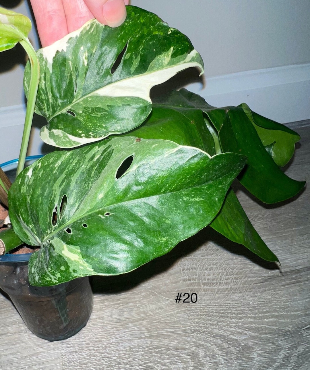 Mature Albo Pothos Rooted Cuttings epipremnum Pinnatum 'albo-variegata ...
