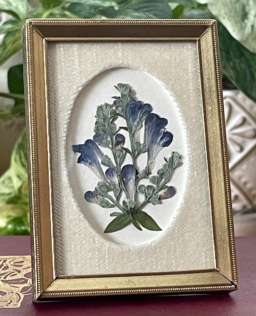 Pressed and Framed Blue Skull Cap Prairie Flowers - Etsy