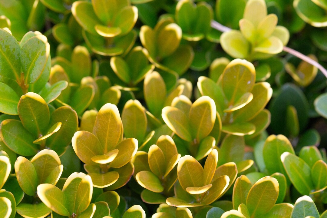 Photo Print - Boxwood #01 | Premium Art | Nature Photography | Home ...