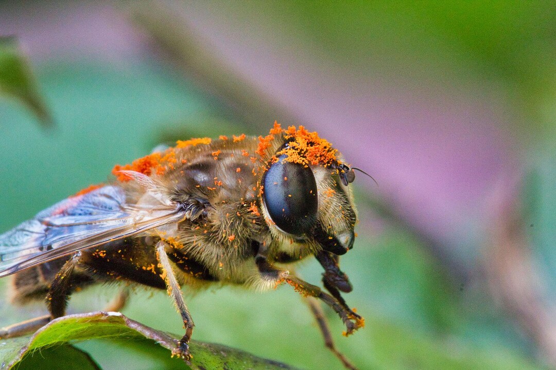 Photo Print - Hoverfly #01 | Premium Art | Nature Photography | Home Decor | Gift - Etsy
