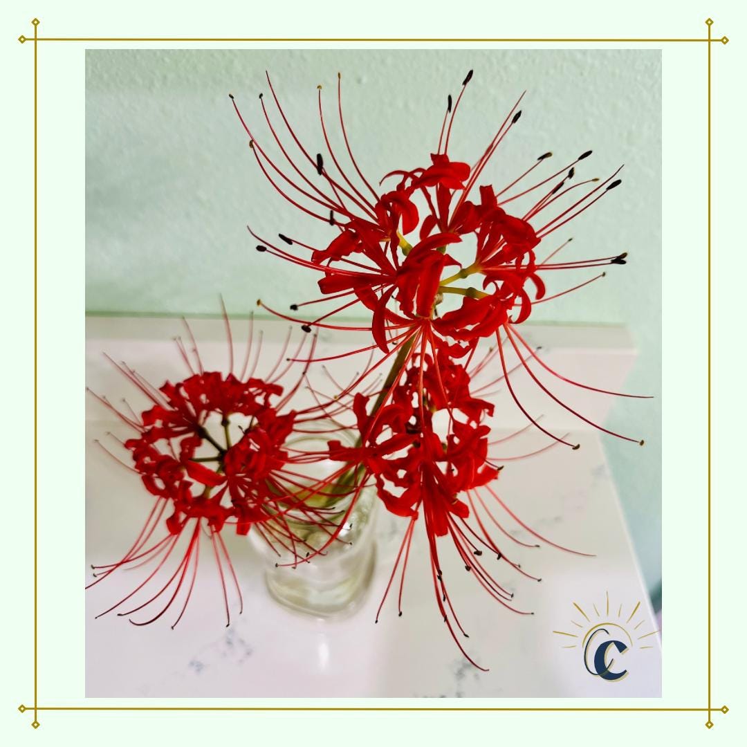 Red Spider/resurrection/surprise/hurricane/magic Lily Bulbs With Roots ...