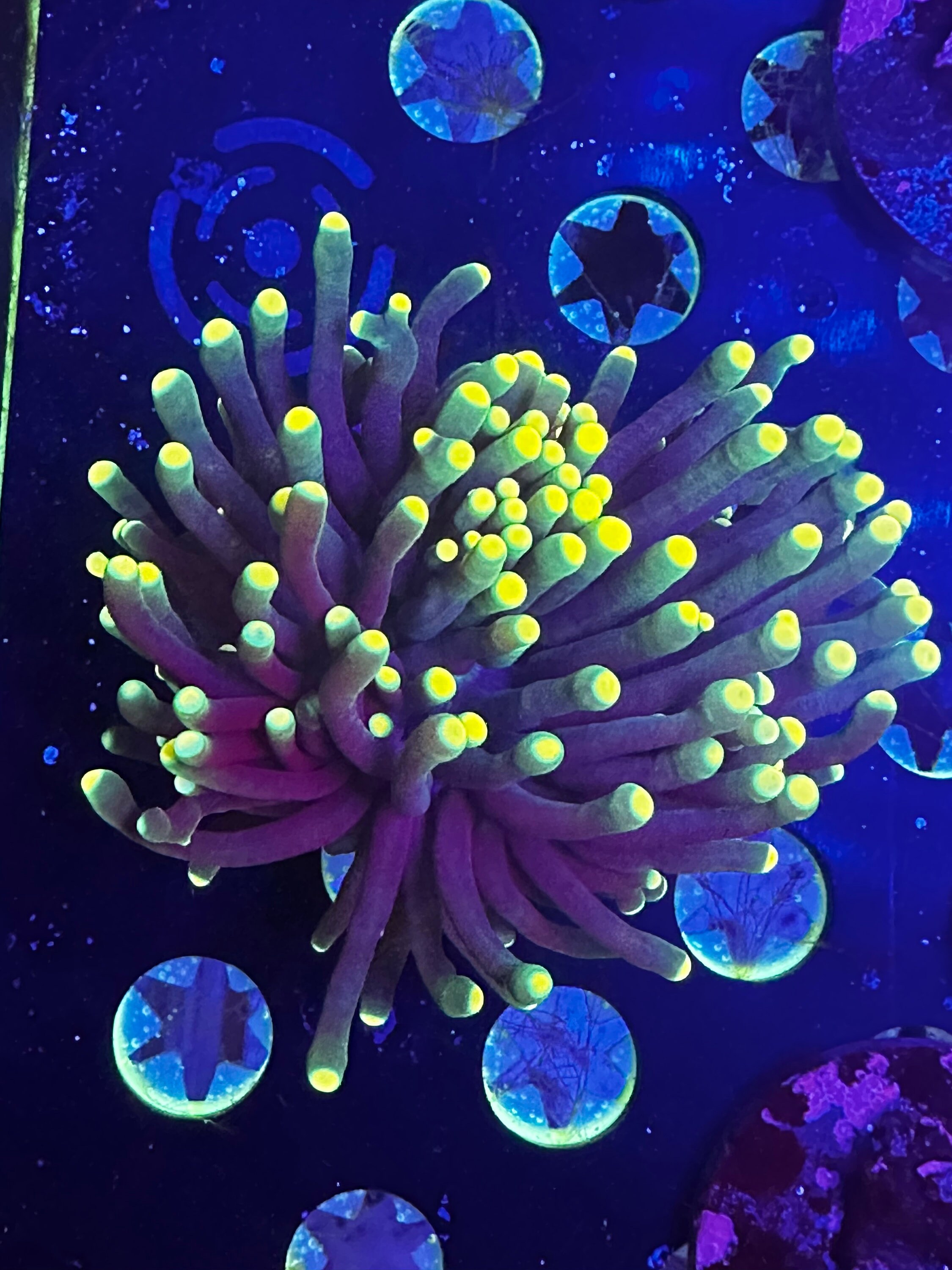 Western Aussie Rasta Torch Reef Decor - Etsy