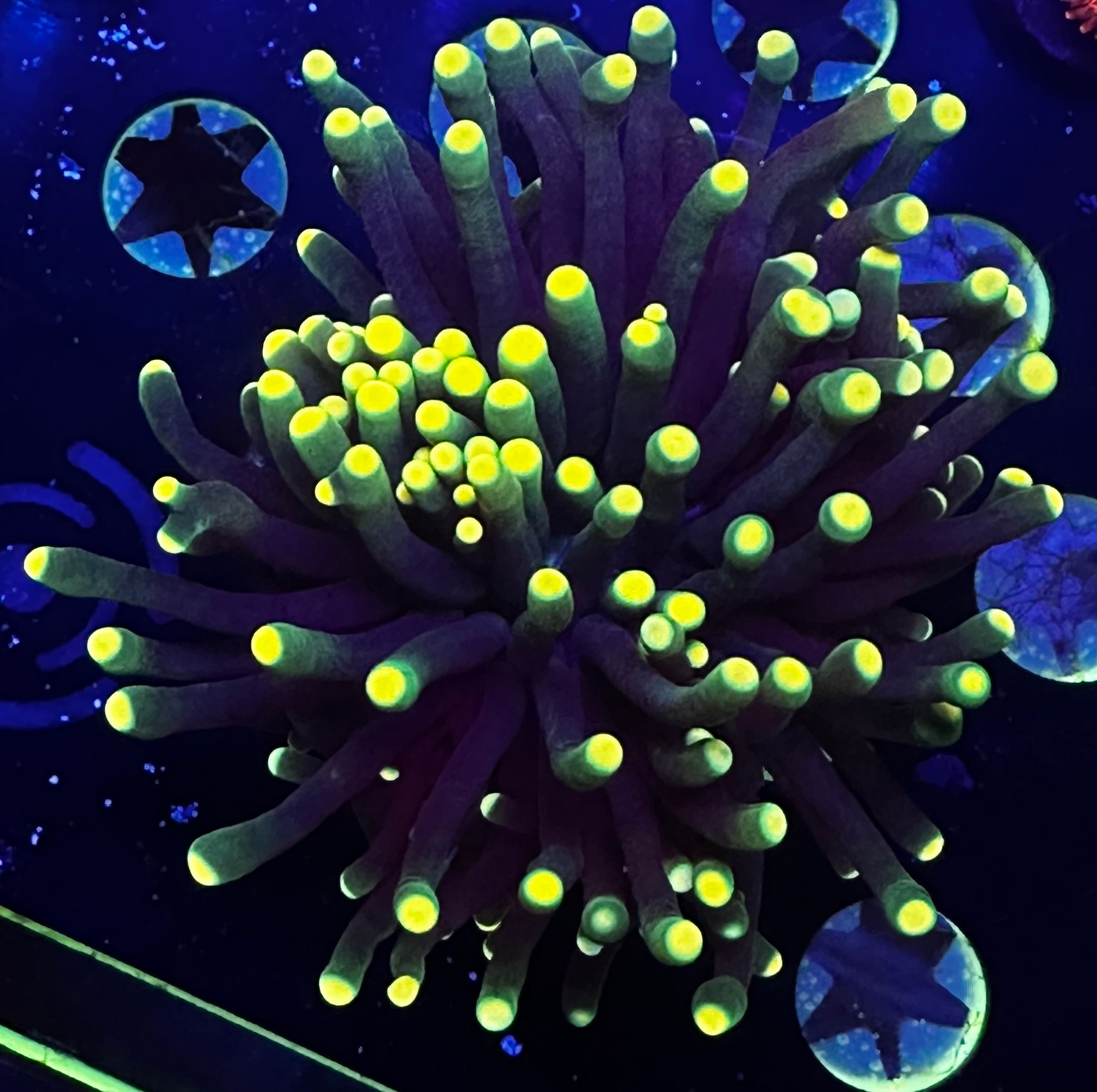 Western Aussie Rasta Torch Reef Decor - Etsy