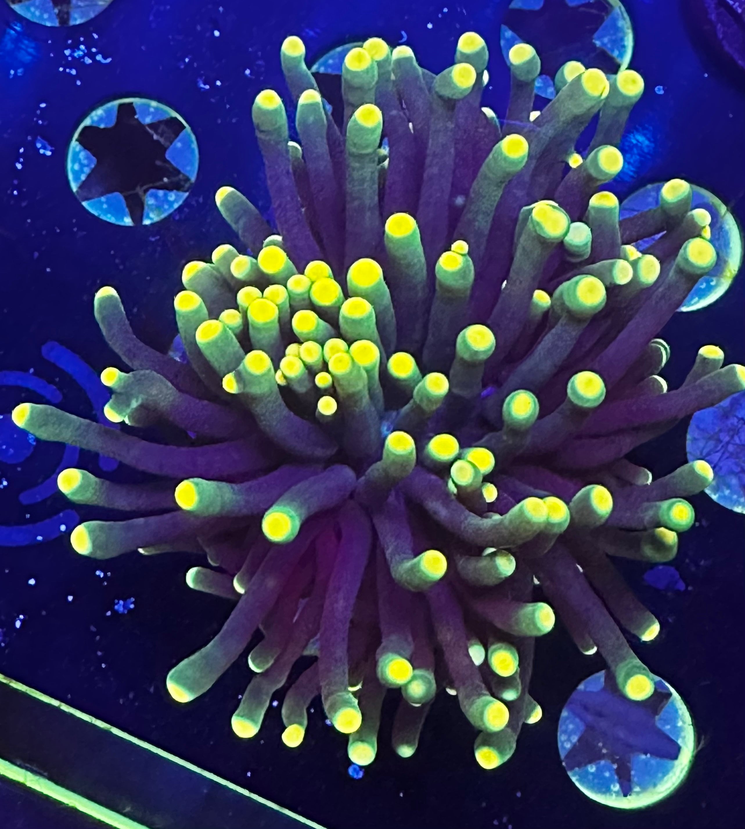 Western Aussie Rasta Torch Reef Decor - Etsy