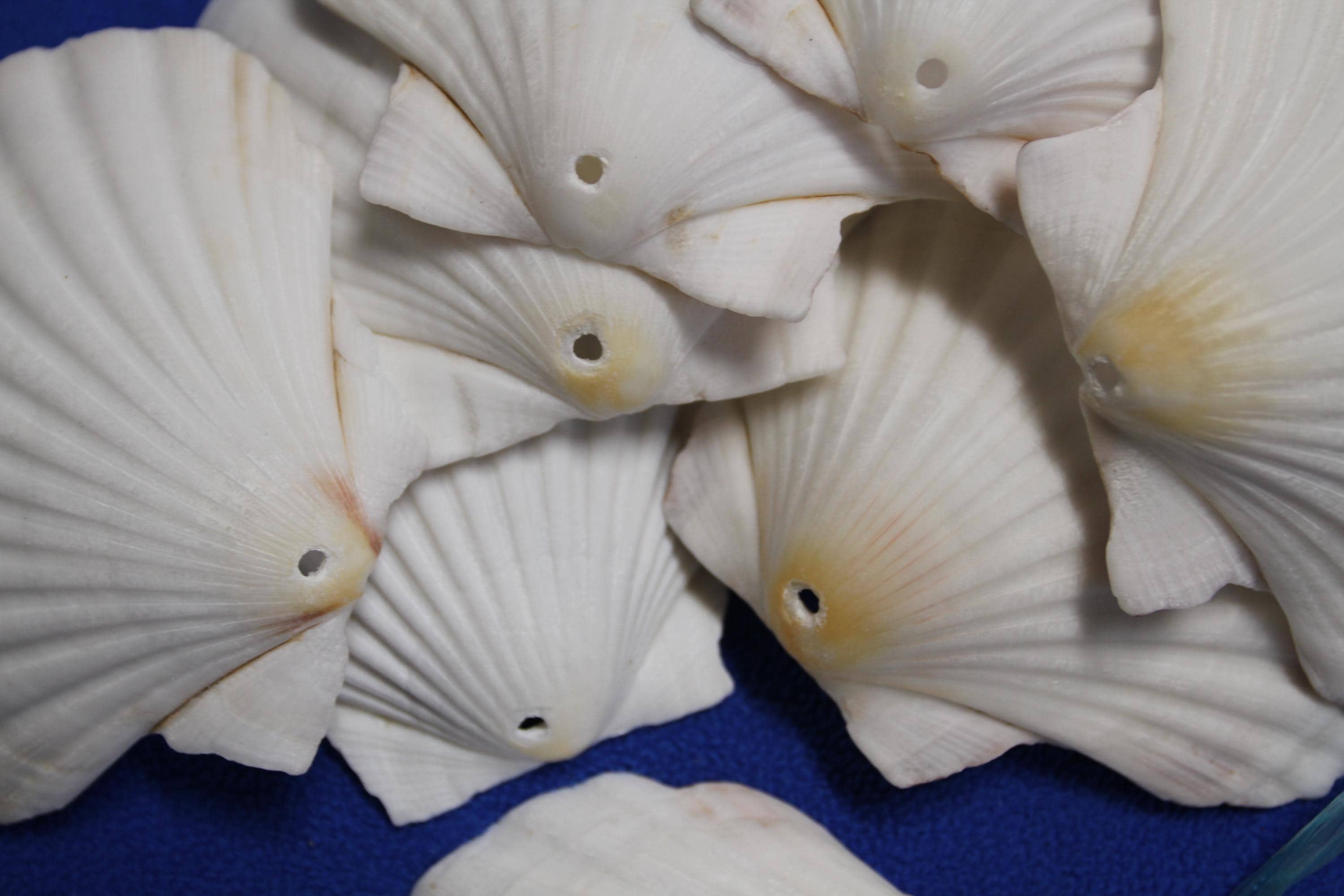 IRISH CUPS, Custom Craft Supply, Large Seashells, Drilled Seashells ...