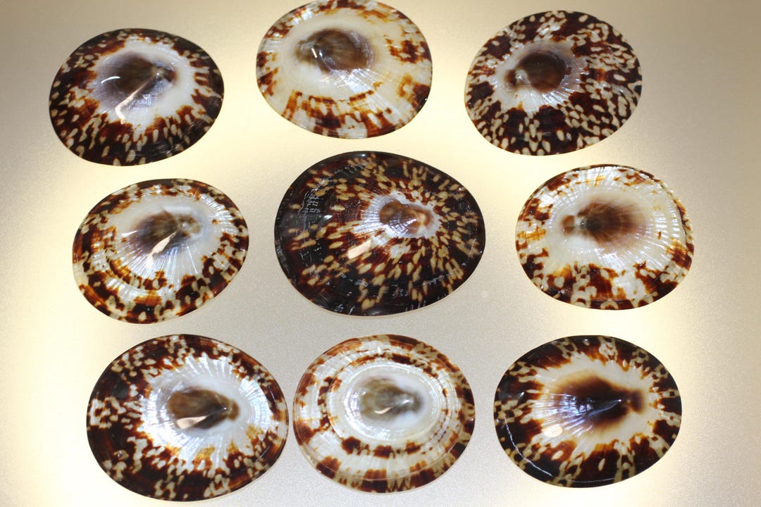 10-UPSCALE Seashells,polished Brown Limpets,all Occasion Gift ...