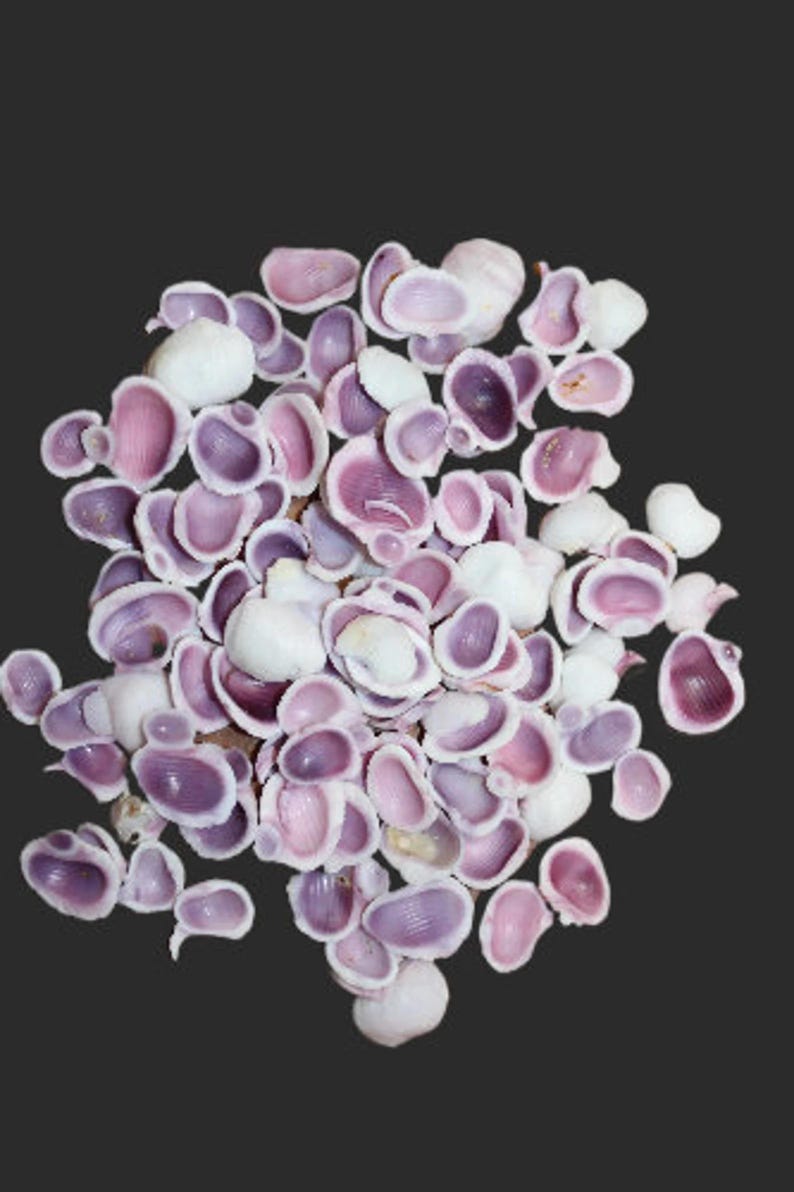 CEBU SEASHELLS, Sliced/cut Seashells, Sailors Valentine, Craft Supply ...