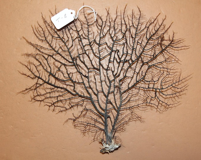 SEA FAN, Real Natural Black Fan, Round and Perfect the Shape for ...