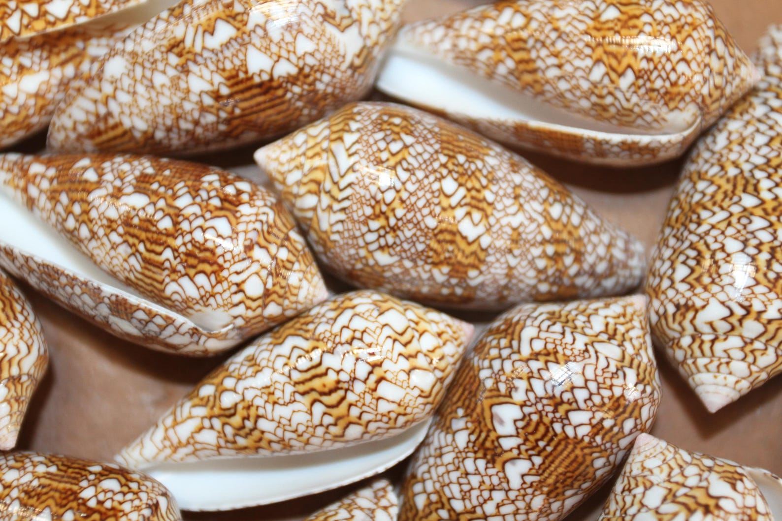 SMALL CONUS Textile Seashells, Bath Decor, Beach Art, Cone Seashells ...