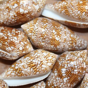 SMALL CONUS Textile Seashells, Bath Decor, Beach Art, Cone Seashells ...