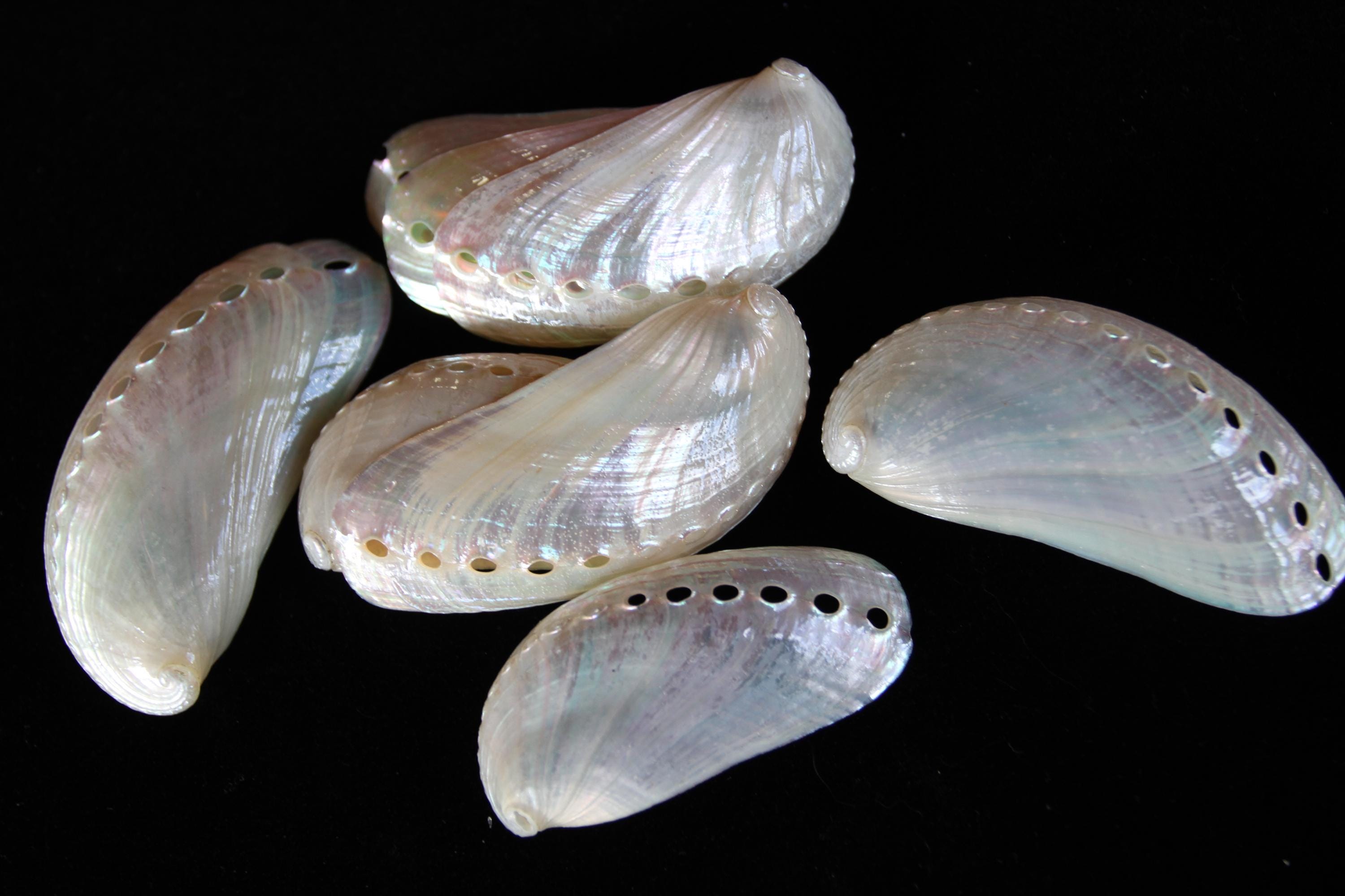 10-mule Ears- Pearled Seashells,sailors Valentines,wedding Accents ...