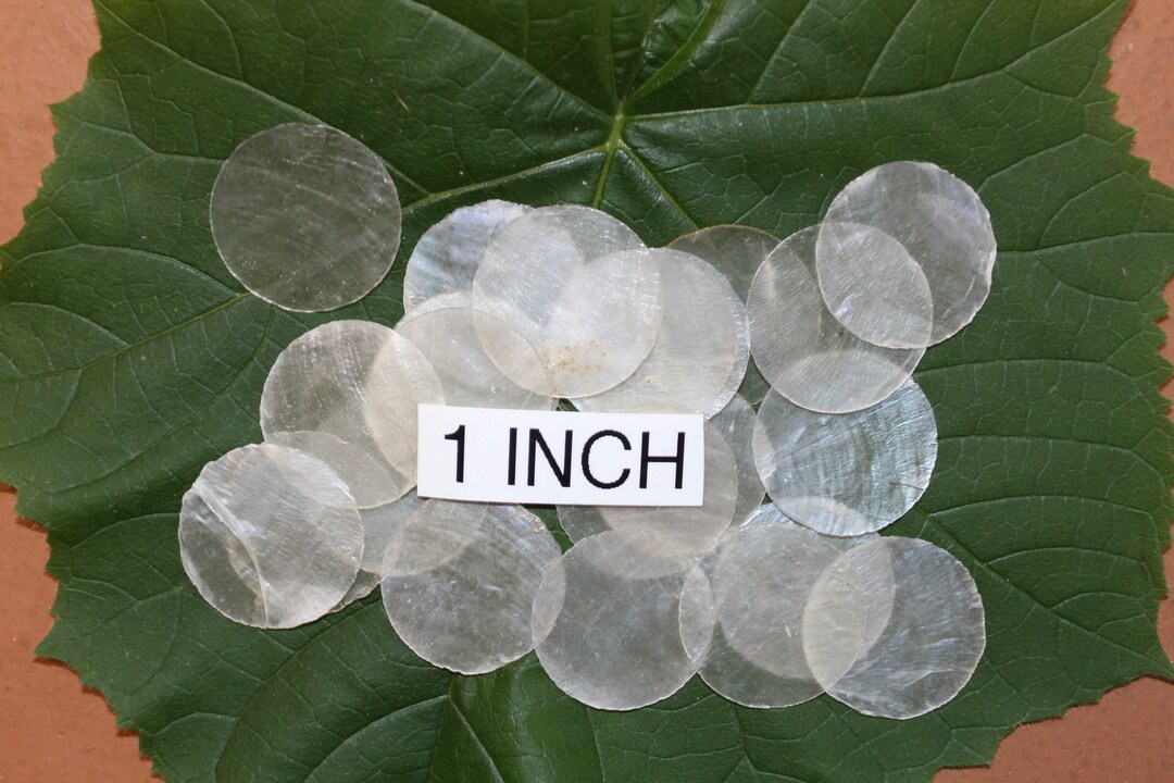 50-CUT Seashells,1" Capiz Disc, Beach Decor, Sailor Valentine, Wedding ...