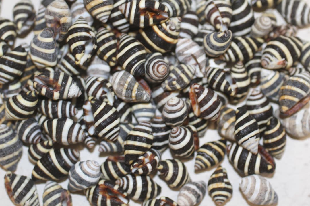 100- BUMBLE BEE Seashells,sailor Valentines,scrap Booking Supply,resin ...