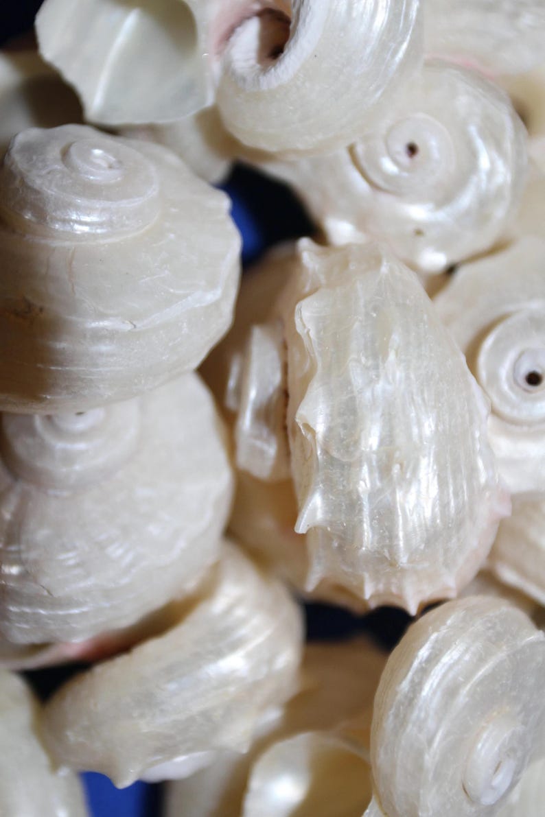10-PEARLED DELPHINULAS Seashells,upscale Shell Craft Supply,beach Art ...