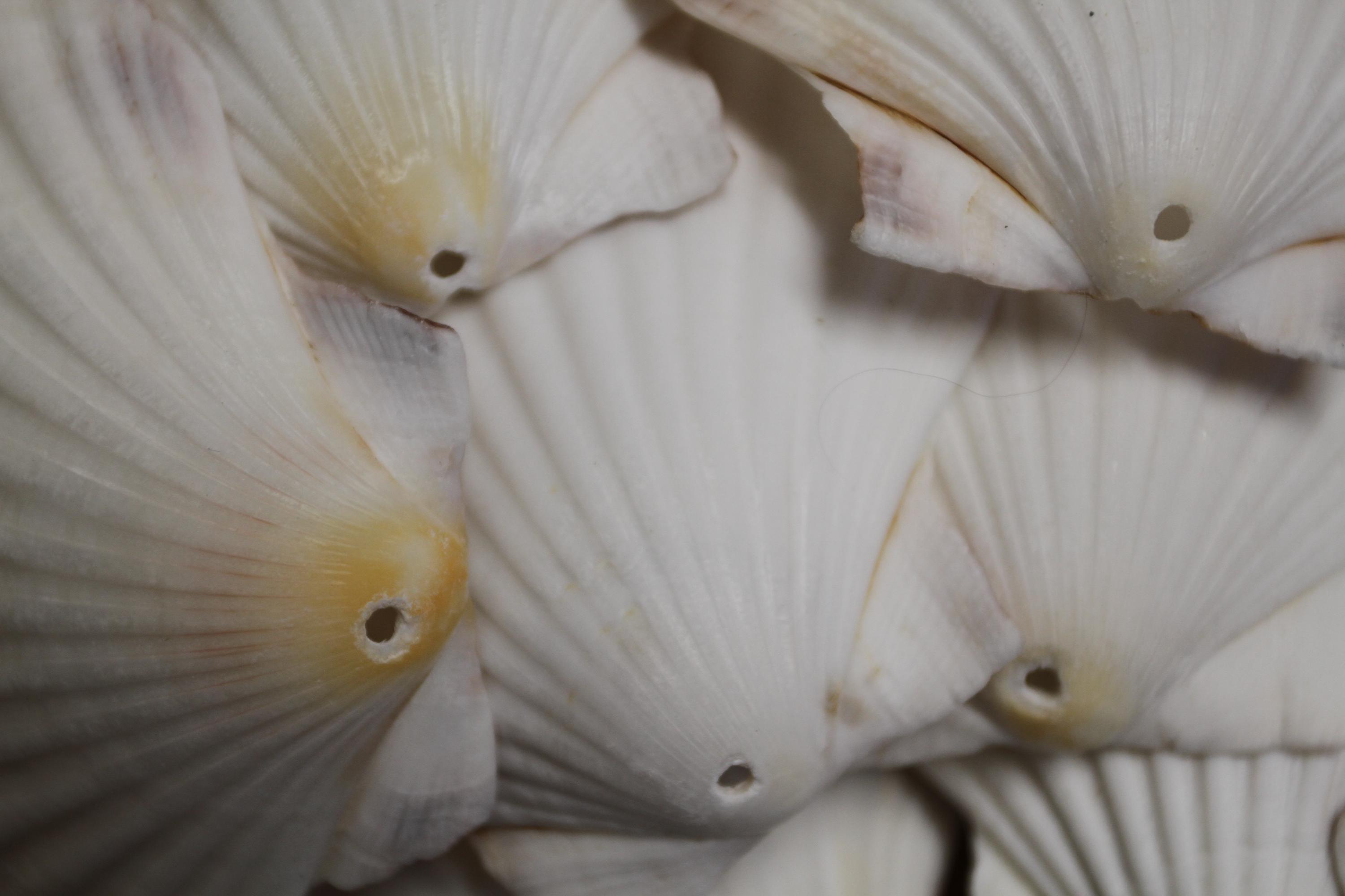 IRISH CUPS, Custom Craft Supply, Large Seashells, Drilled Seashells ...