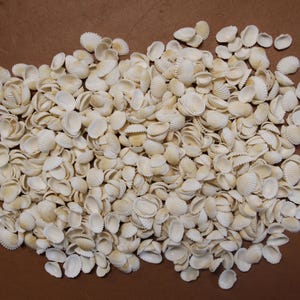 SMALL SEASHELLS, White Andara Ark Seashells, Sailors Valentine, Craft ...