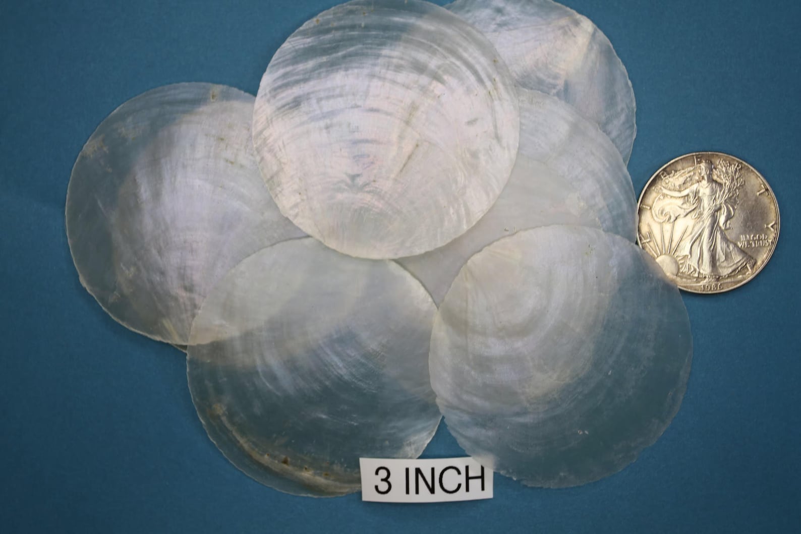 SLICED SEASHELLS, Capiz Cut Shell, 3 Inch, Craft Supply, Christmas ...