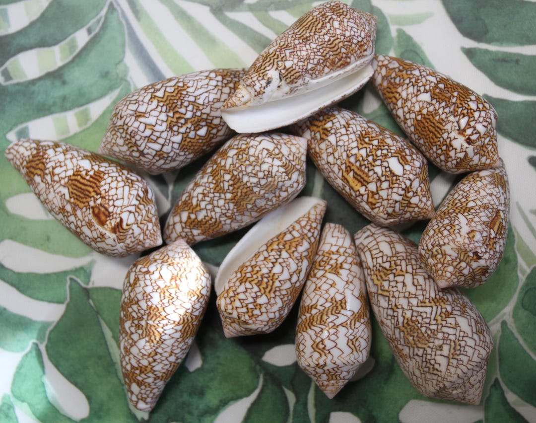 CONUS TEXTILE, Shell Craft Supply, Sailors Valentines, Bath Decor ...