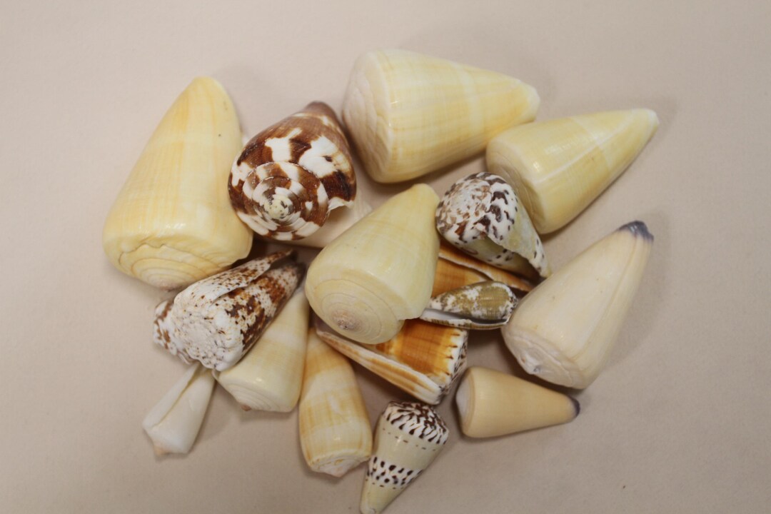 BOLD Seashells,assorted Large Cones,beach Art,teachers Aids,collectible ...