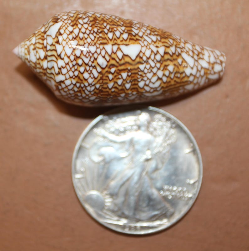 SMALL CONUS Textile Seashells, Bath Decor, Beach Art, Cone Seashells ...