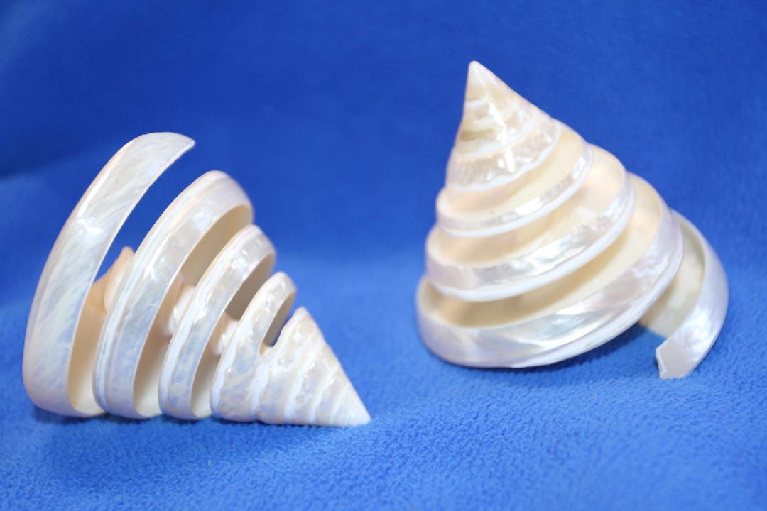 SPIRAL CUT Tectus Pyramis Seashells, Beach Decor, Collectibles, Beach ...