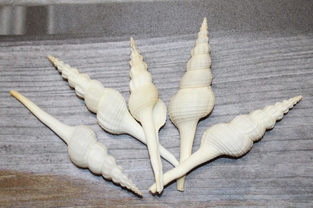 2- DISPLAY SEASHELLS, Fusus Colus, Extra Large Spindle, Seashell ...