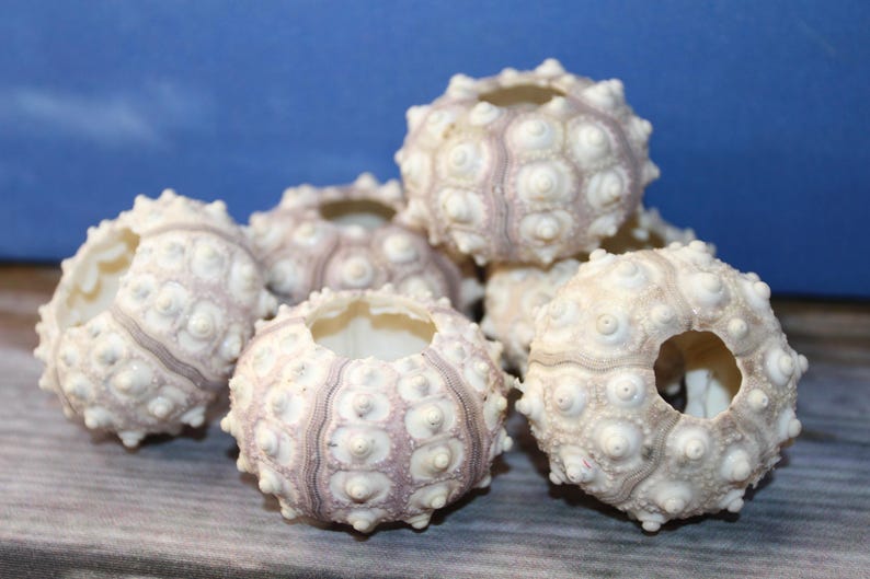 6- THAI URCHINS, Sputnik Urchins,sea Life,island Decor,teachers Aids ...