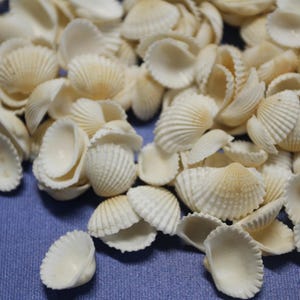 SMALL SEASHELLS, White Andara Ark Seashells, Sailors Valentine, Craft ...