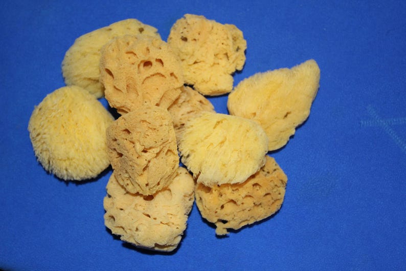 10- Natural Sea Sponges 2"- 4",beach Craft,beach Decor,shell Craft ...