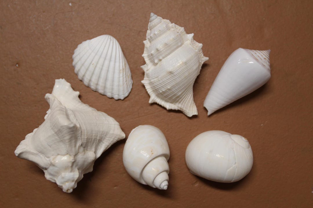 WEDDING SEASHELLS, All White Seashell Mix, Wedding Supply, All Occasion ...