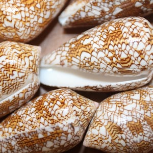 SMALL CONUS Textile Seashells, Bath Decor, Beach Art, Cone Seashells ...