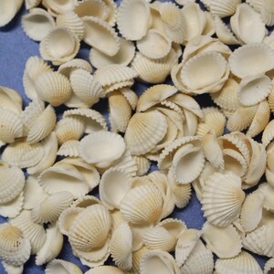 SMALL SEASHELLS, White Andara Ark Seashells, Sailors Valentine, Craft ...