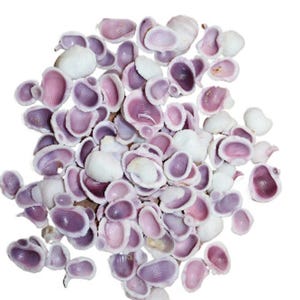 CEBU SEASHELLS, Sliced/cut Seashells, Sailors Valentine, Craft Supply ...