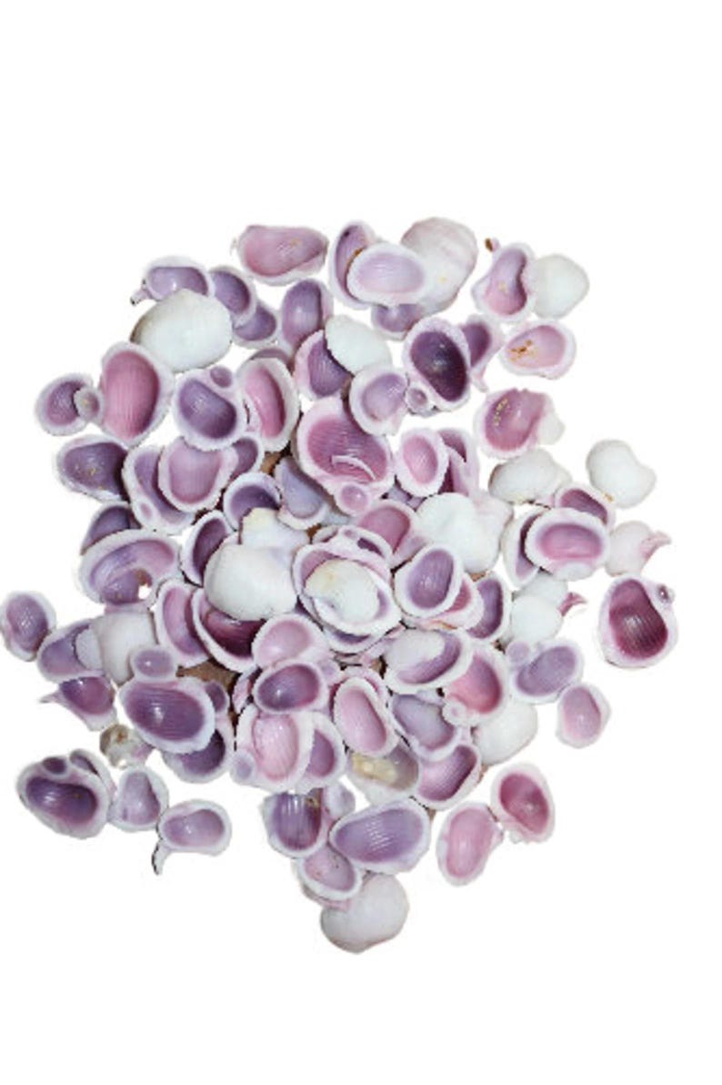 CEBU SEASHELLS, Sliced/cut Seashells, Sailors Valentine, Craft Supply ...
