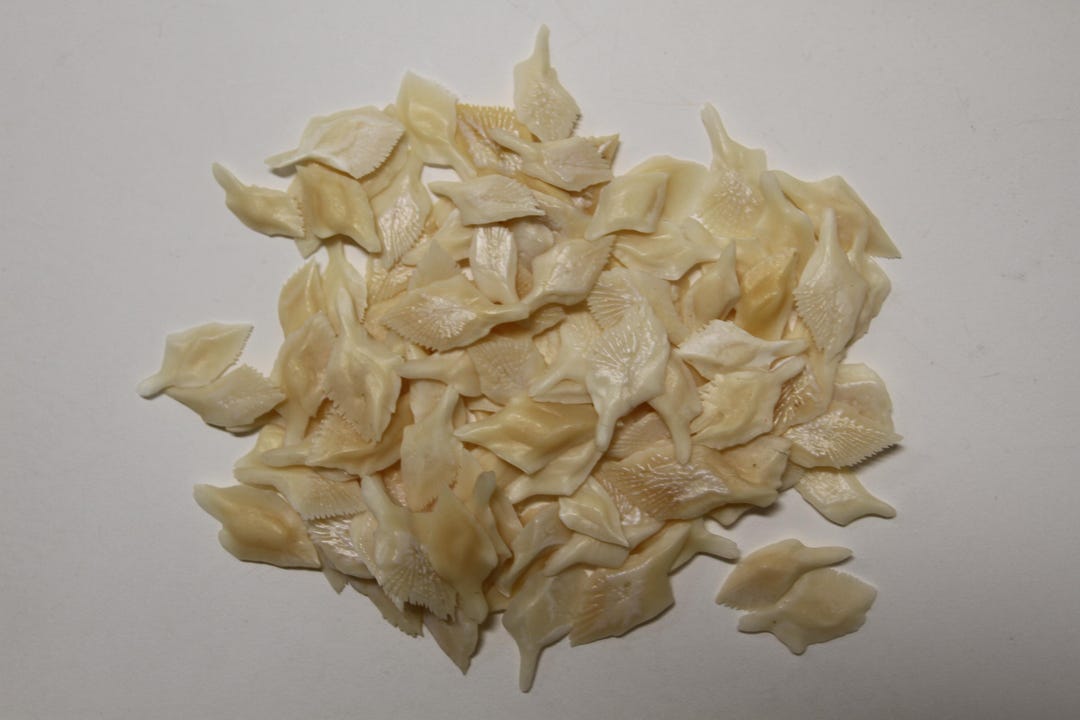 GAR SCALES, Huge Creme/white Scales, Sailors Valentines, Jewelry Supply ...