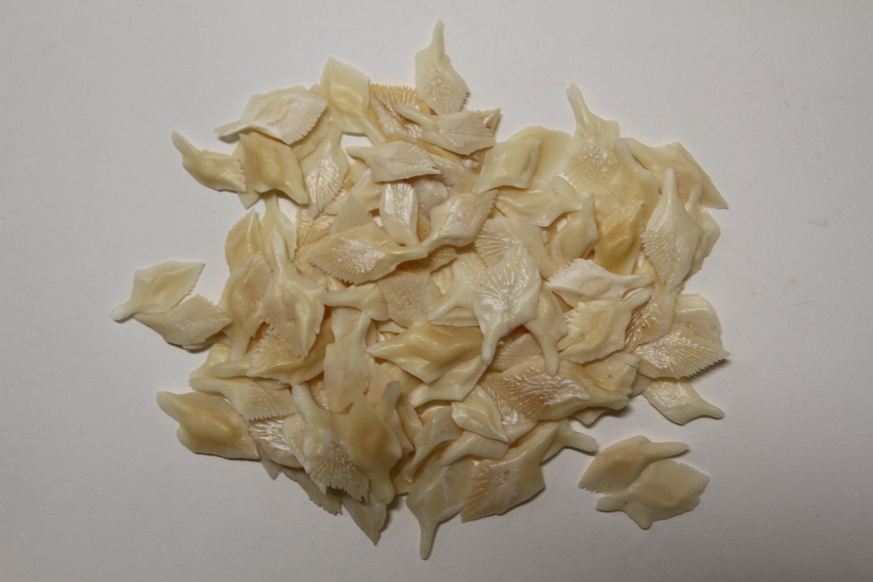 GAR SCALES, Huge Creme/white Scales, Sailors Valentines, Jewelry Supply ...