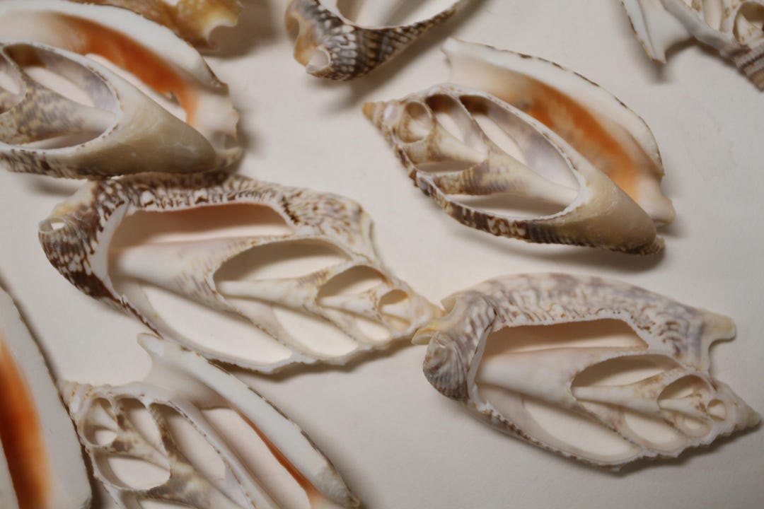 STROMBUS Cut Shells, Beach Wedding Supply, Sailors Valentines, Coastal ...
