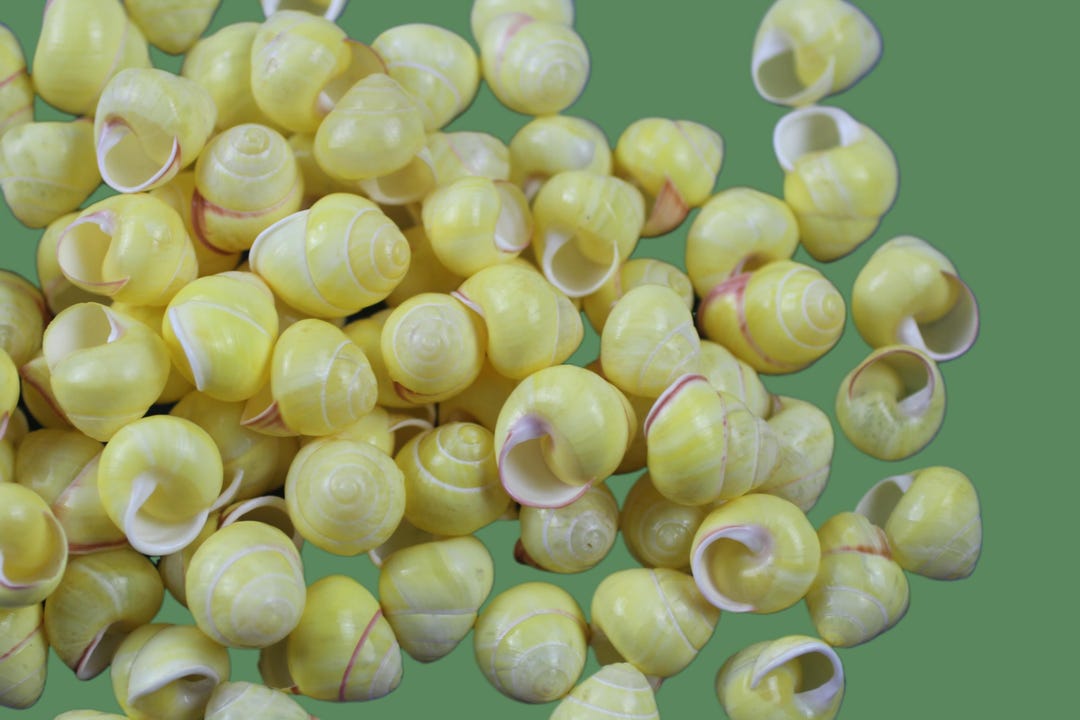 SNAIL SHELLS, Yellow Land Shells, Coastal Decor, Sailors Valentines ...