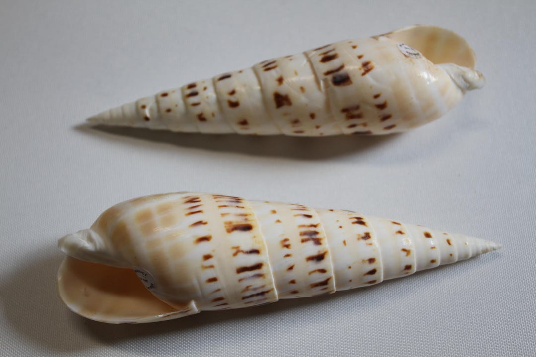 TEREBRA MACULATA, Coastal Decor, Mothers Day Gift, Collectible Shell ...