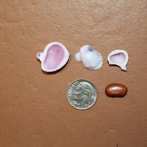CEBU SEASHELLS, Sliced/cut Seashells, Sailors Valentine, Craft Supply ...