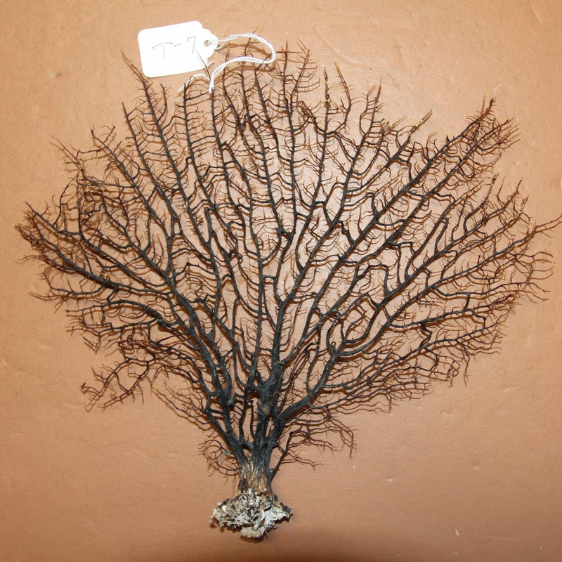 Sea Fan - Etsy