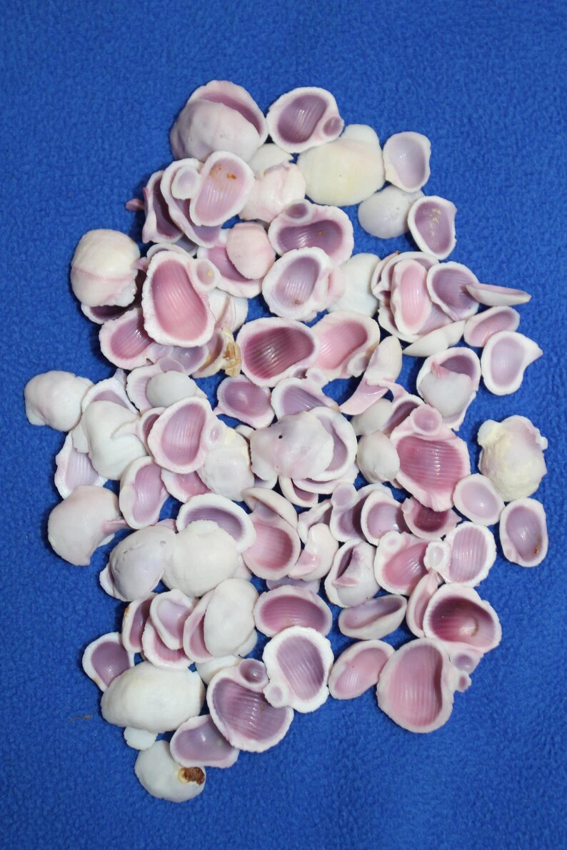 CEBU SEASHELLS, Sliced/cut Seashells, Sailors Valentine, Craft Supply ...