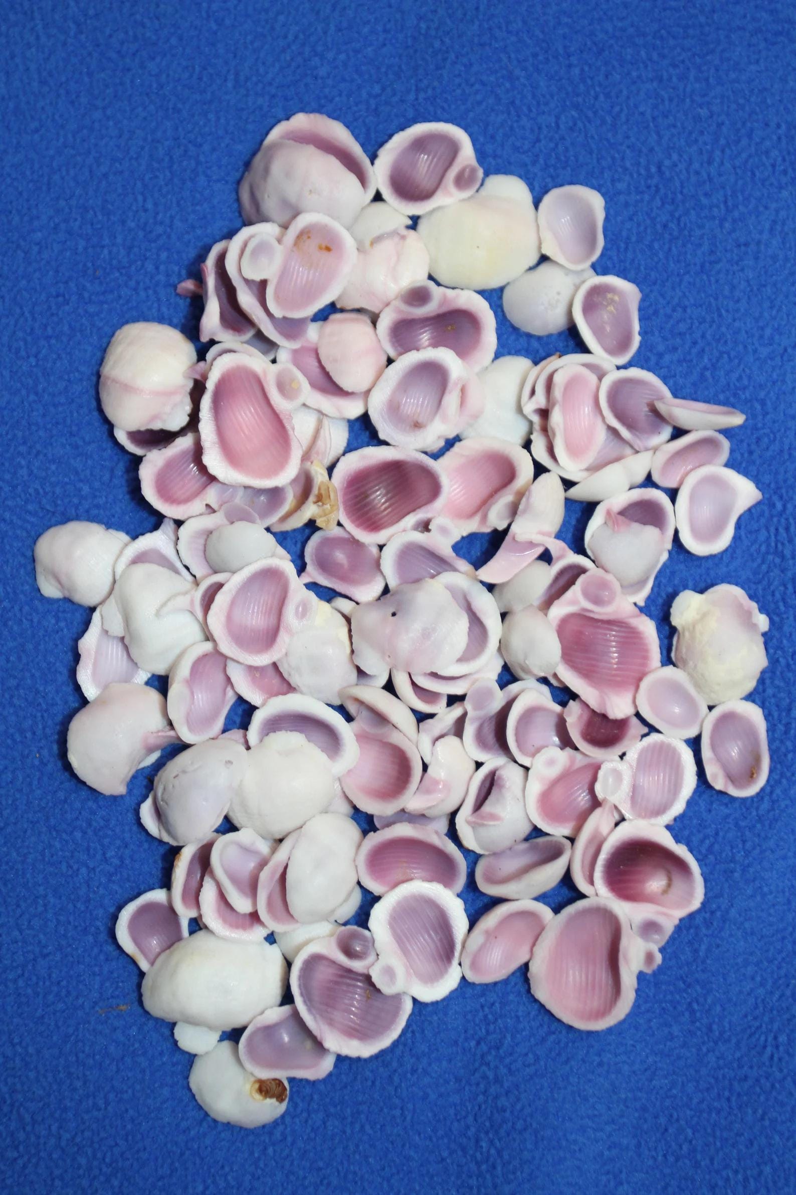 CEBU SEASHELLS, Sliced/cut Seashells, Sailors Valentine, Craft Supply, Florist Supply, Scrap ...