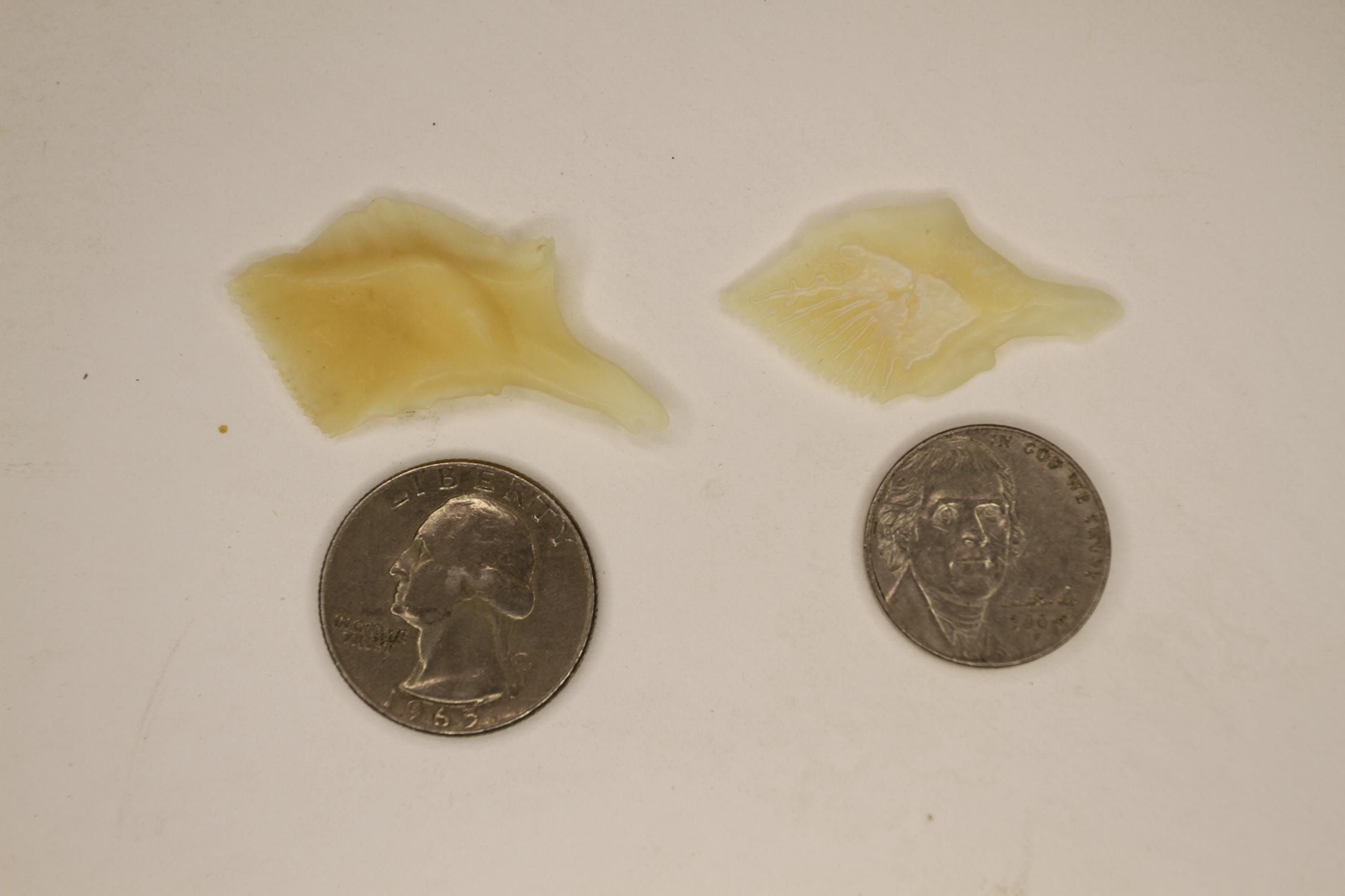 GAR SCALES, Huge Creme/white Scales, Sailors Valentines, Jewelry Supply ...