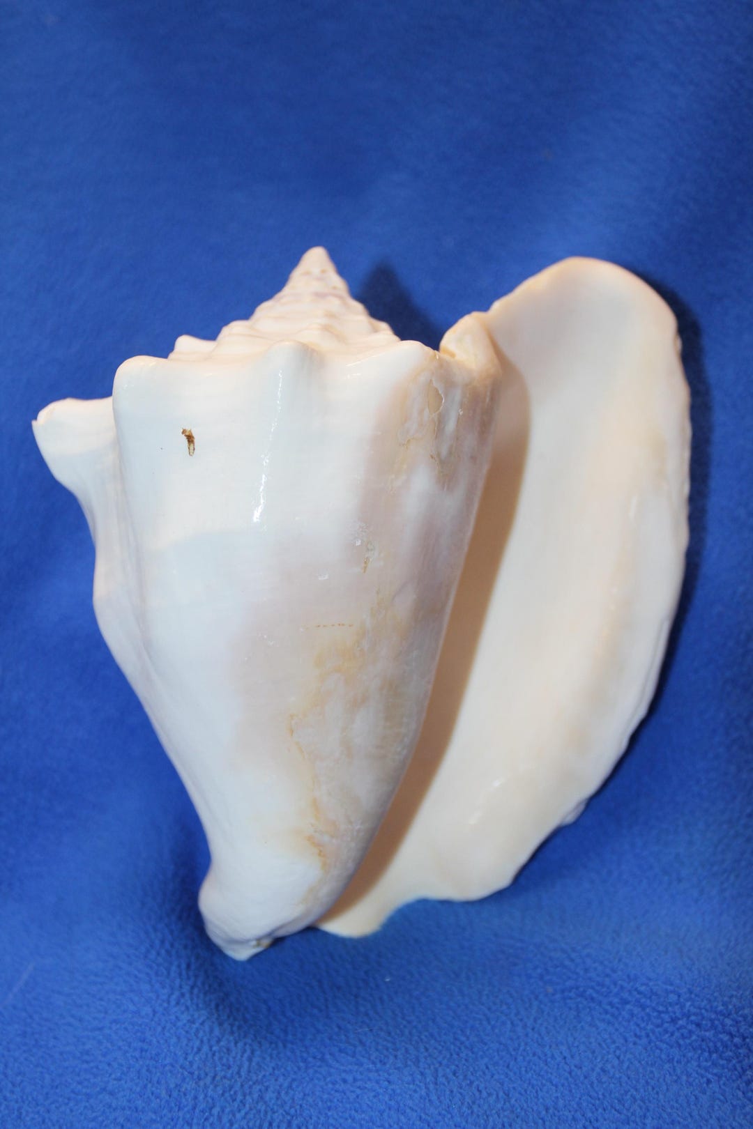 MILK CONCH, Collectible Display Seashell, Craft Supplies, Vase Fillers ...