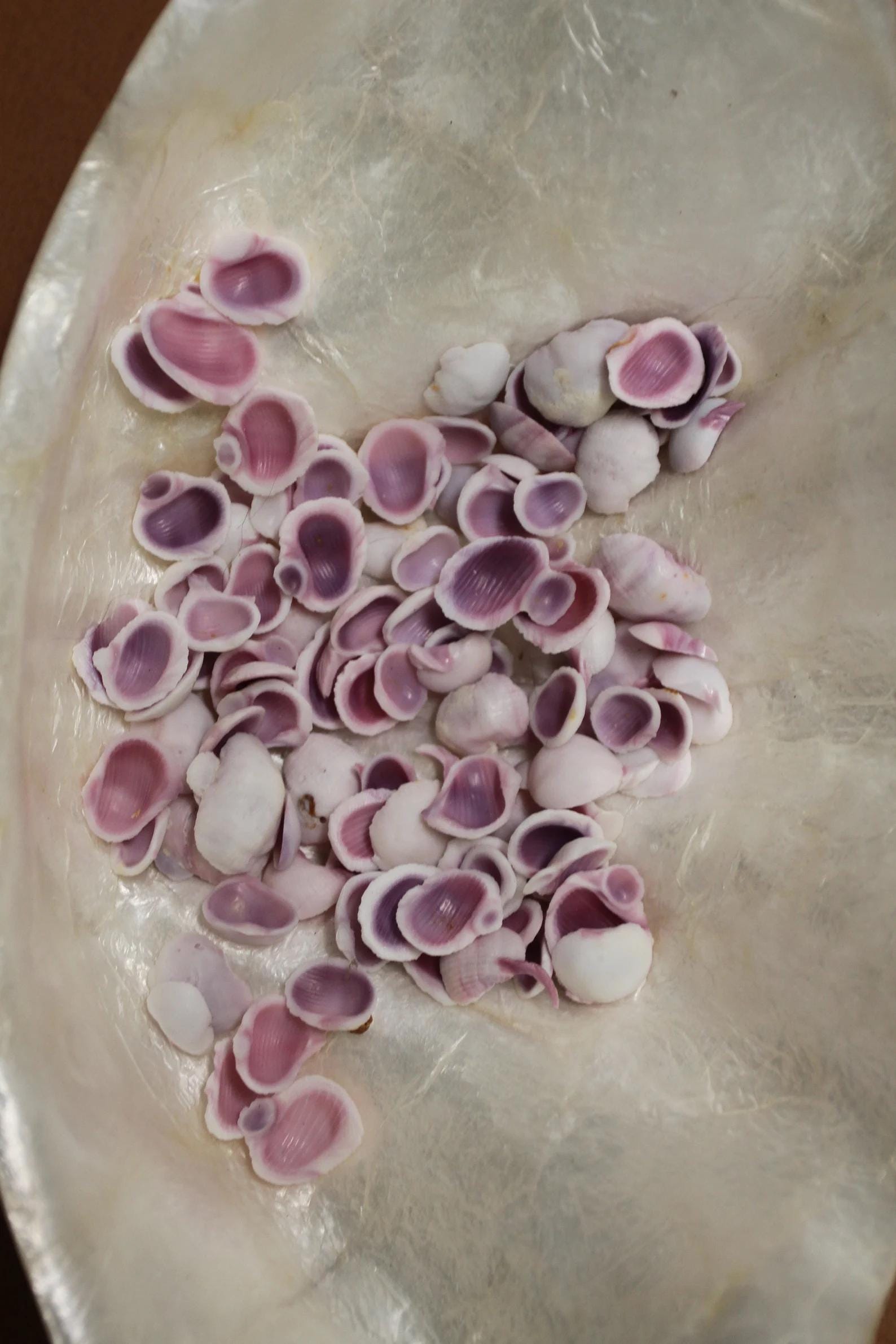 CEBU SEASHELLS, Sliced/cut Seashells, Sailors Valentine, Craft Supply ...