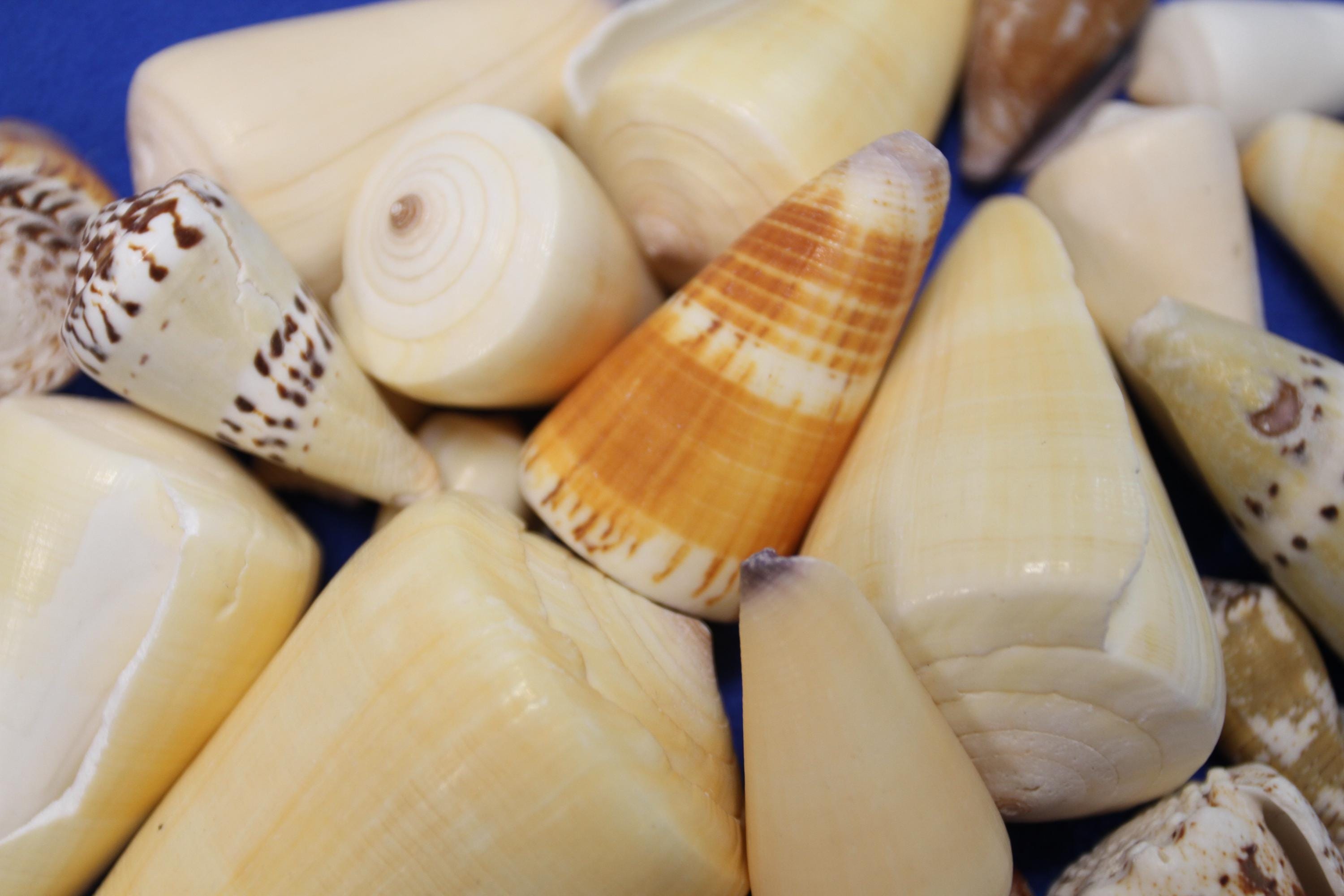 Seashells,assorted Large Cones,beach Art,teachers Aids,collectible ...